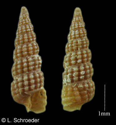 Gastropod-Identification